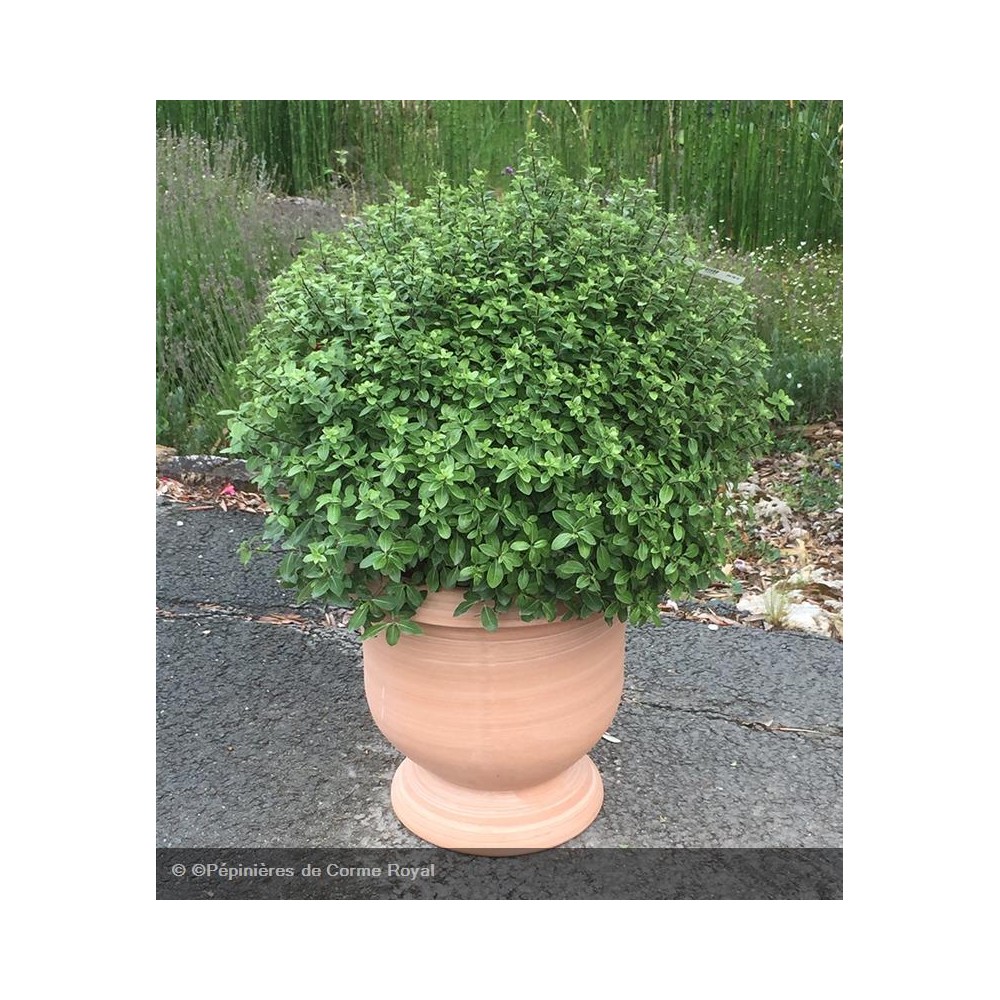 PITTOSPORUM tenuifolium Golf Ball - Pépinières de Corme-Royal