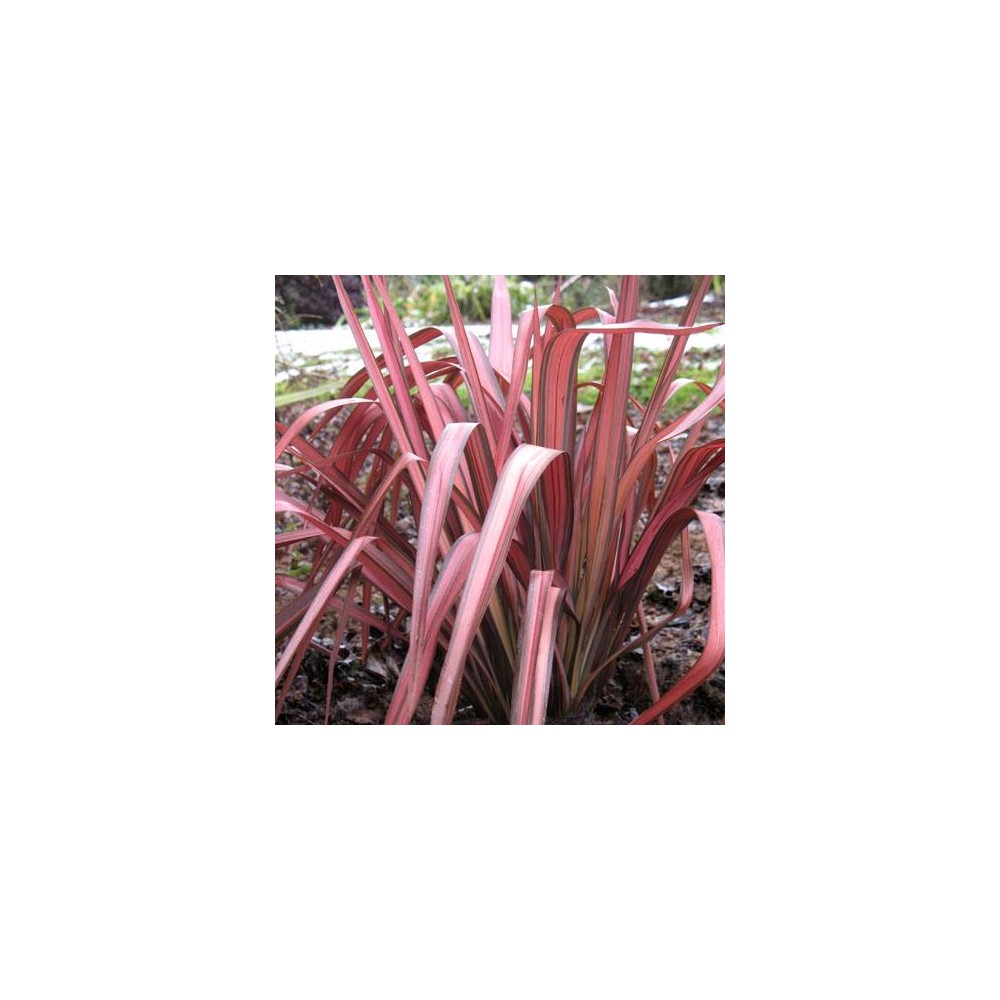 PHORMIUM Pink Panther - Pépinières de Corme-Royal