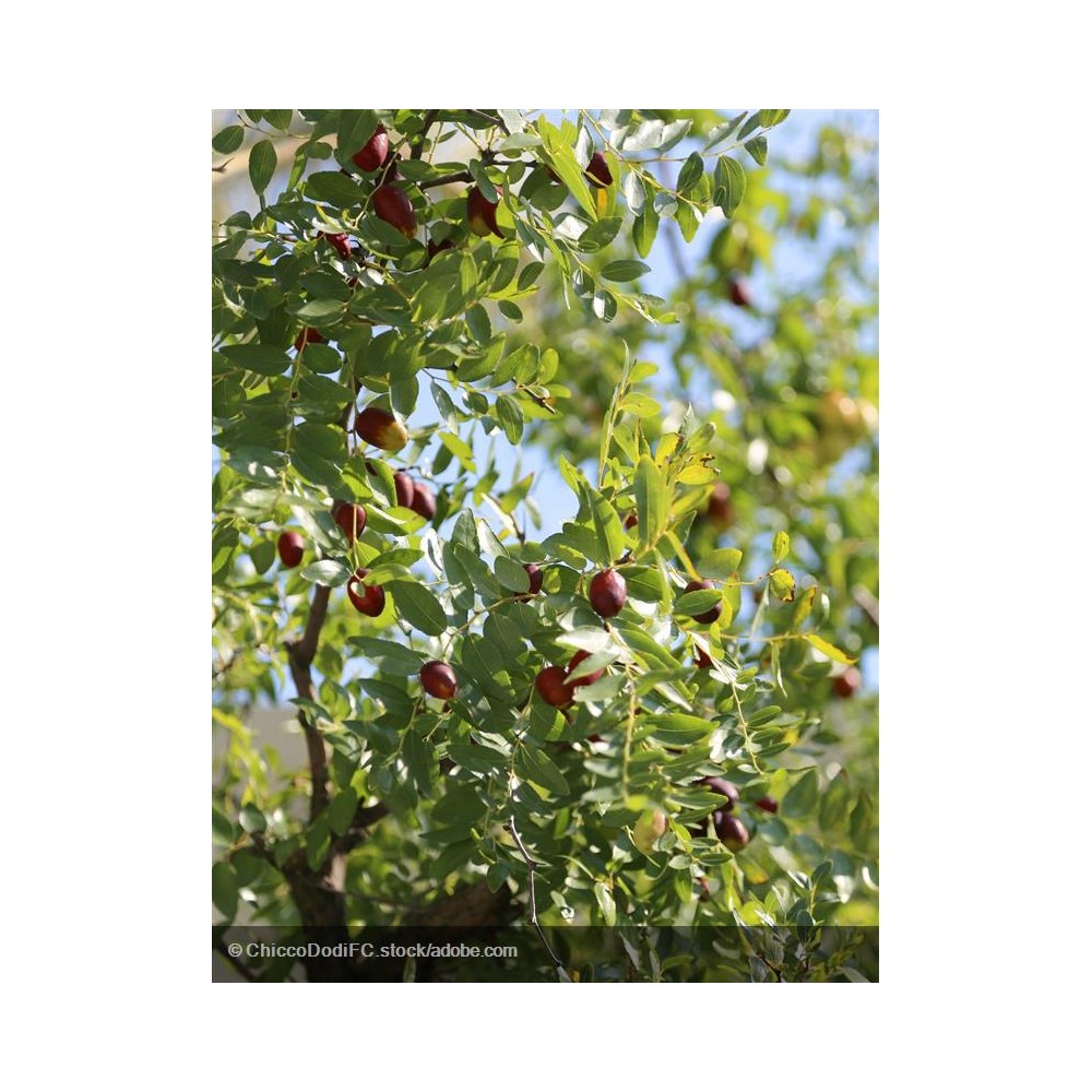 ZIZIPHUS jujuba - Pépinières de Corme-Royal