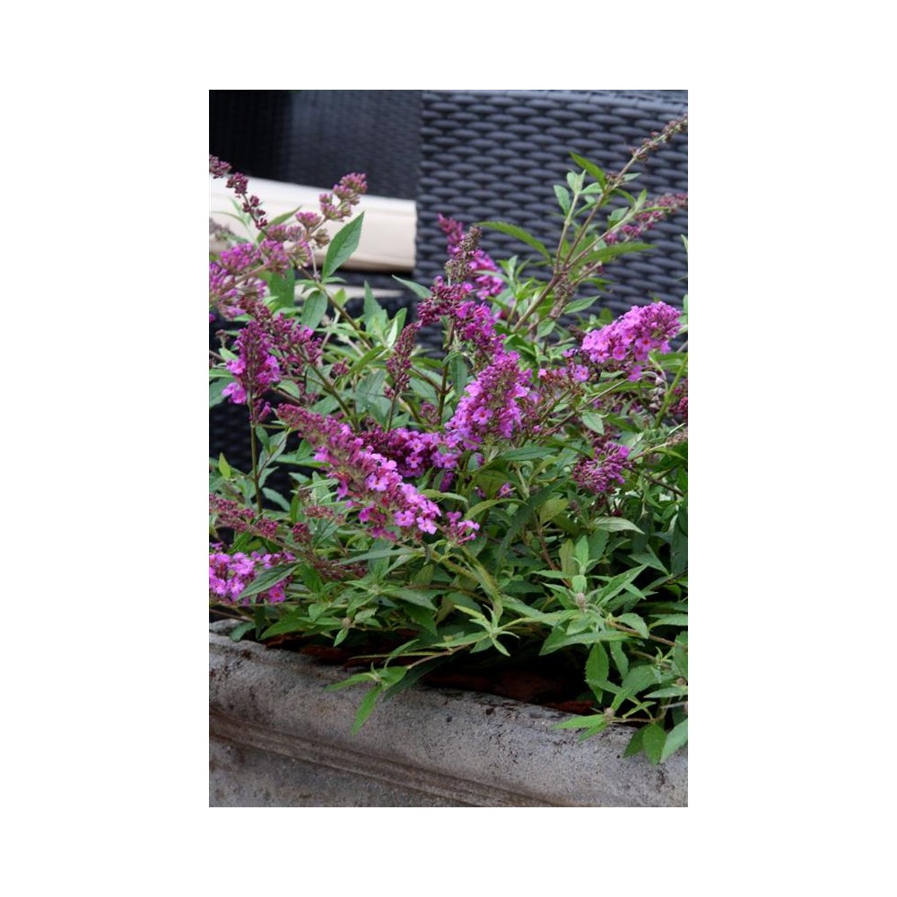 BUDDLEIA flutterby Petite®dark pink - Pépinières de Corme-Royal