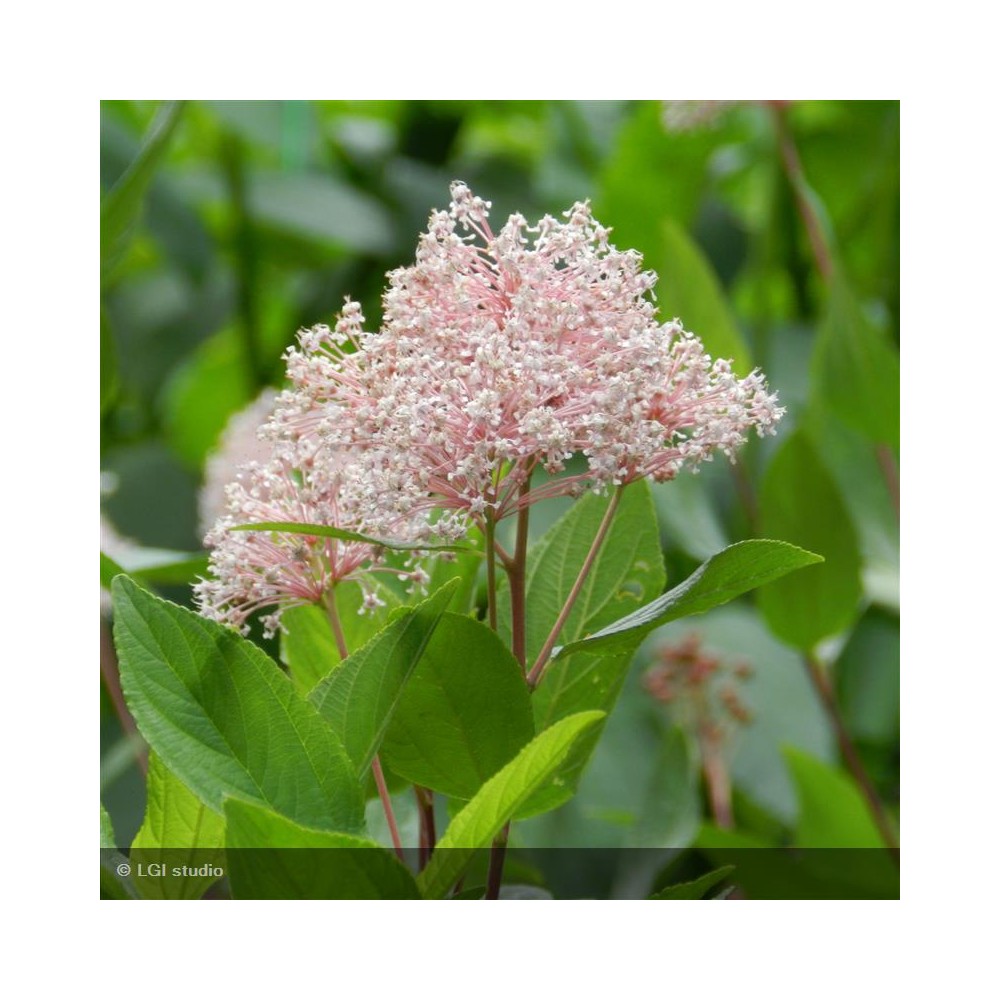 CEANOTHUS pallidus Marie Simon - Pépinières de Corme-Royal