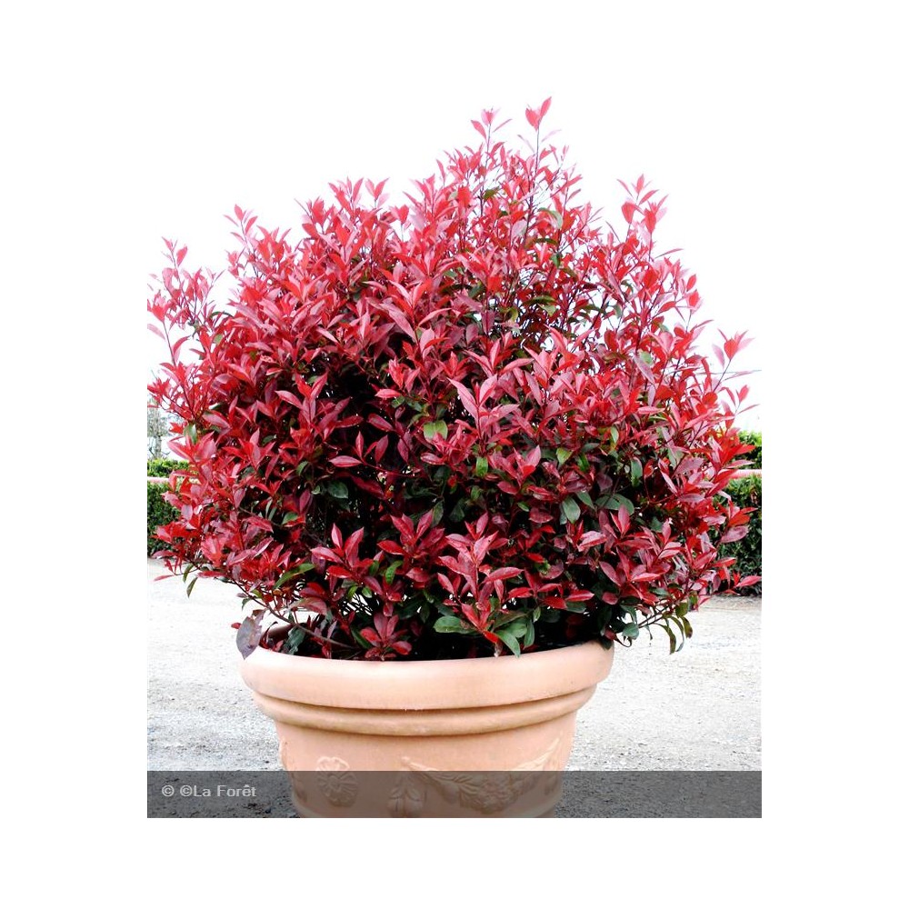 Photinia Fraseri Carre Rouge
