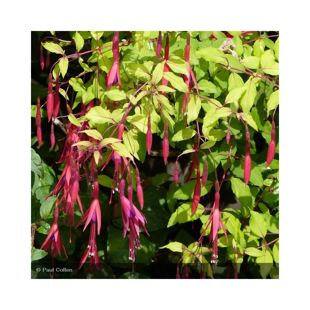 FUCHSIA magellanica Genii - Pépinières de Corme-Royal