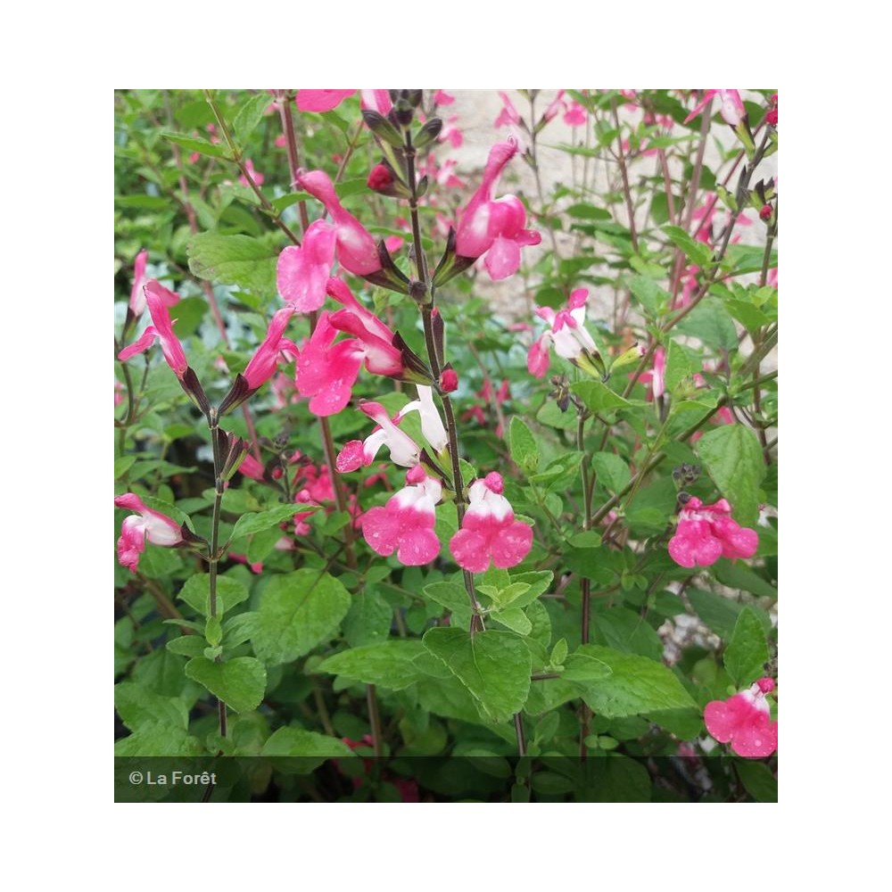 SALVIA microphylla Pink lips - Pépinières de Corme-Royal