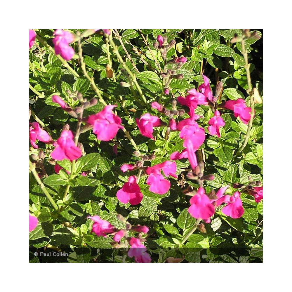 SALVIA microphylla Pink Blush - Pépinières de Corme-Royal