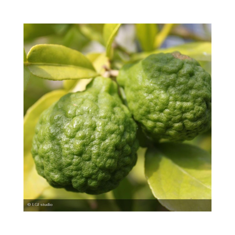 COMBAVA - Pépinières de Corme-Royal