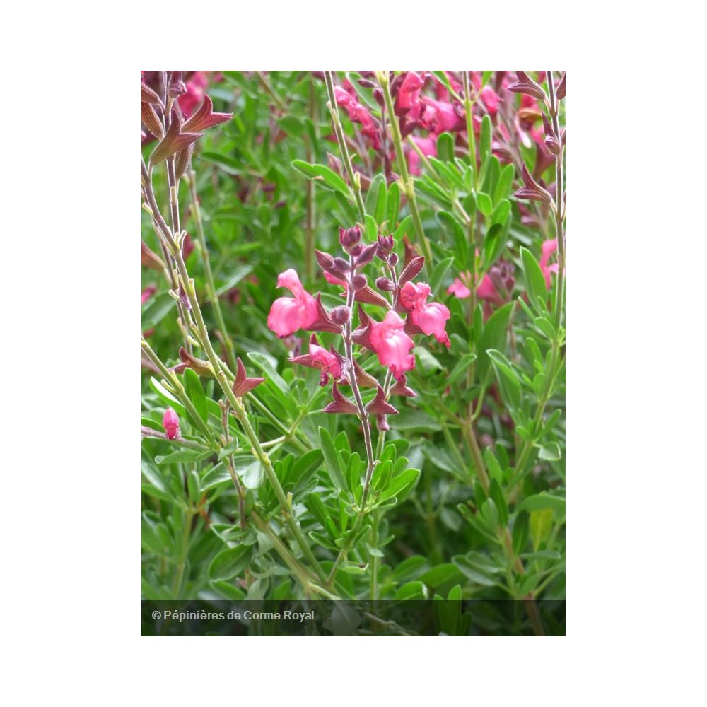 SALVIA microphylla Arctic Blaze® Fuchsia - Pépinières de Corme-Royal