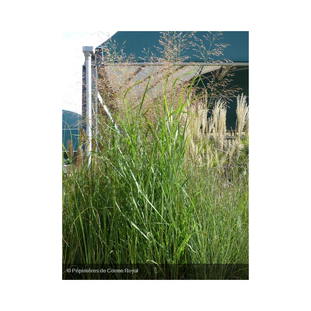 PANICUM virgatum - Pépinières de Corme-Royal