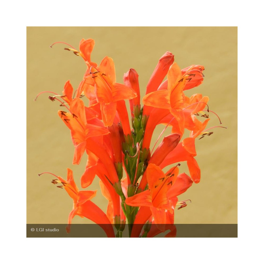 TECOMARIA capensis - Pépinières de Corme-Royal