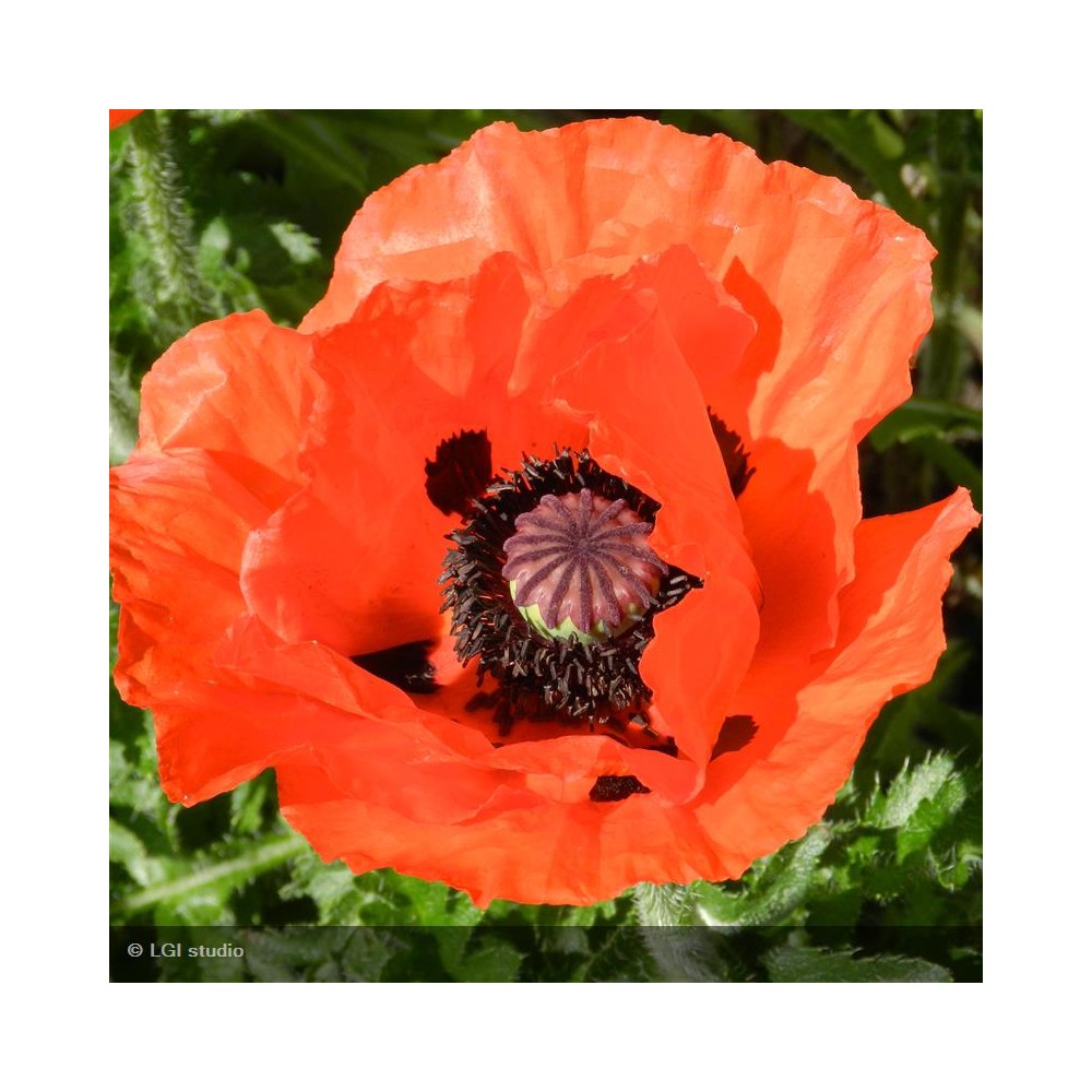 PAPAVER orientale Allegro - Pépinières de Corme-Royal
