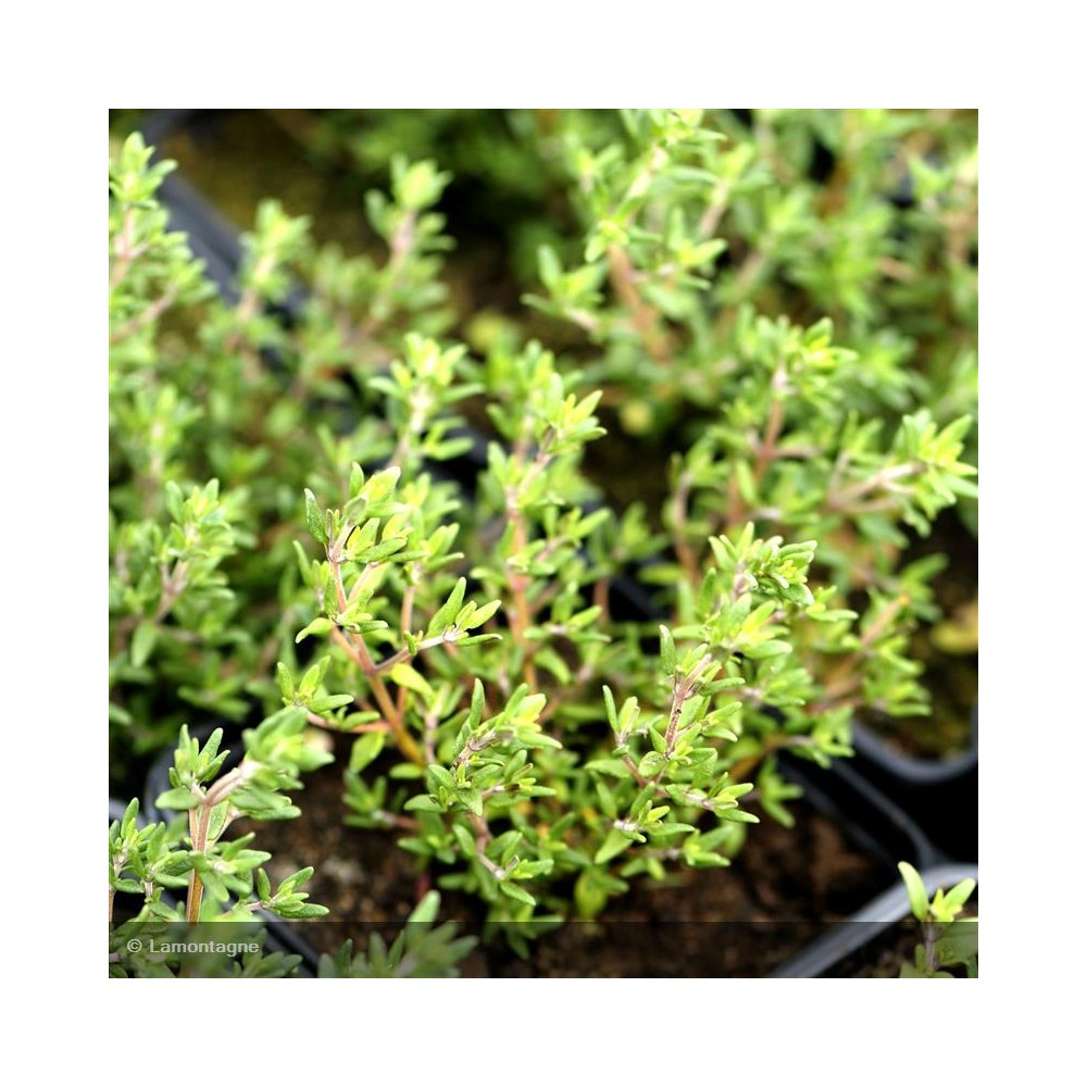 THYMUS vulgaris Compactus - Pépinières de Corme-Royal