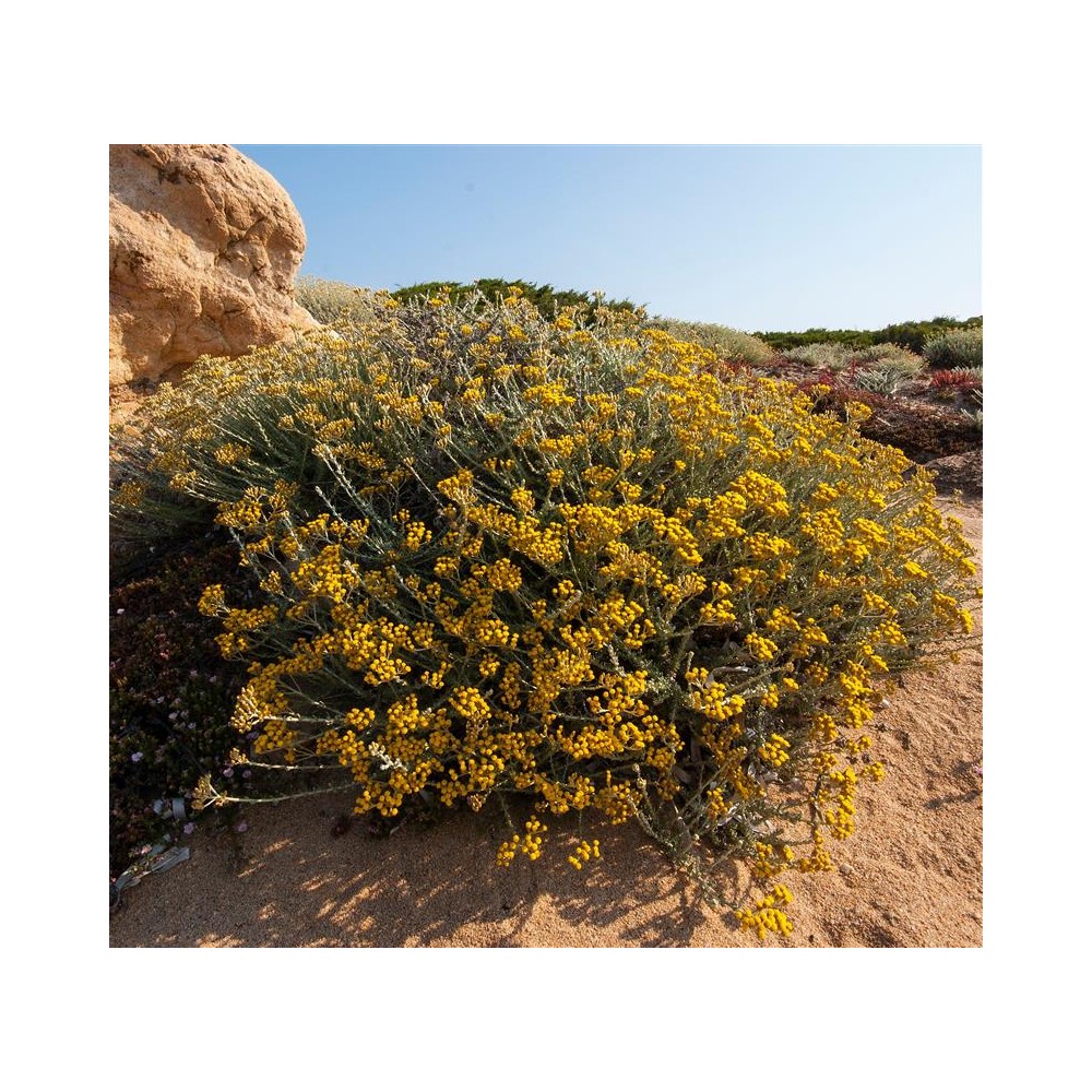 HELICHRYSUM italicum - Pépinières de Corme-Royal
