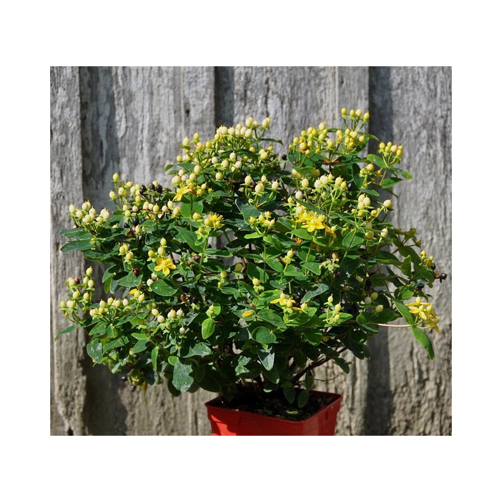 HYPERICUM inodorum Magical Sunshine® - Pépinières de Corme-Royal