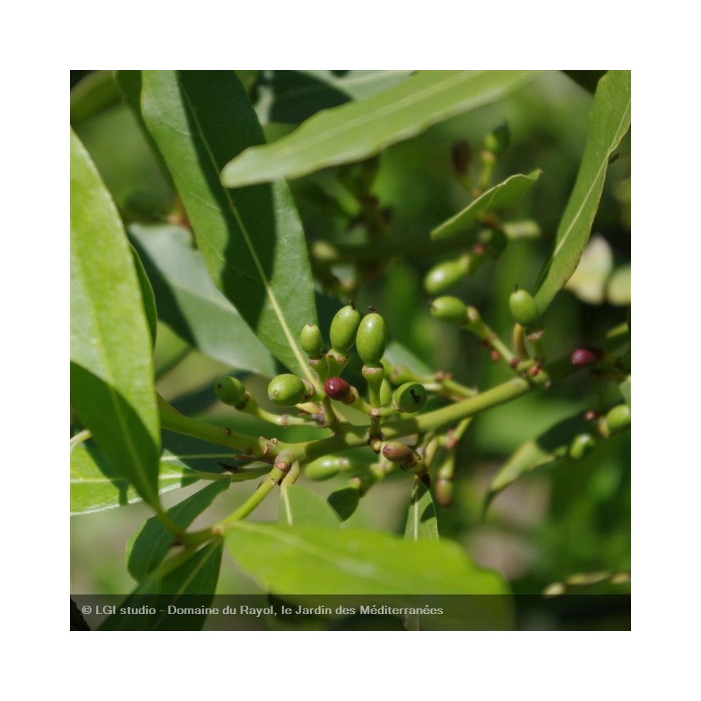 LAURUS nobilis Microphylla - Pépinières de Corme-Royal