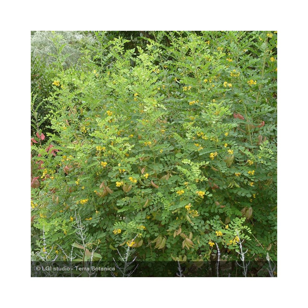 COLUTEA arborescens - Pépinières de Corme-Royal