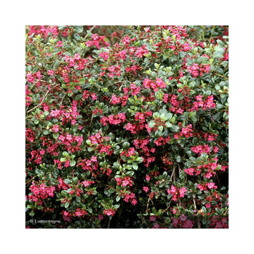 ESCALLONIA x Crimson spire - Pépinières de Corme-Royal