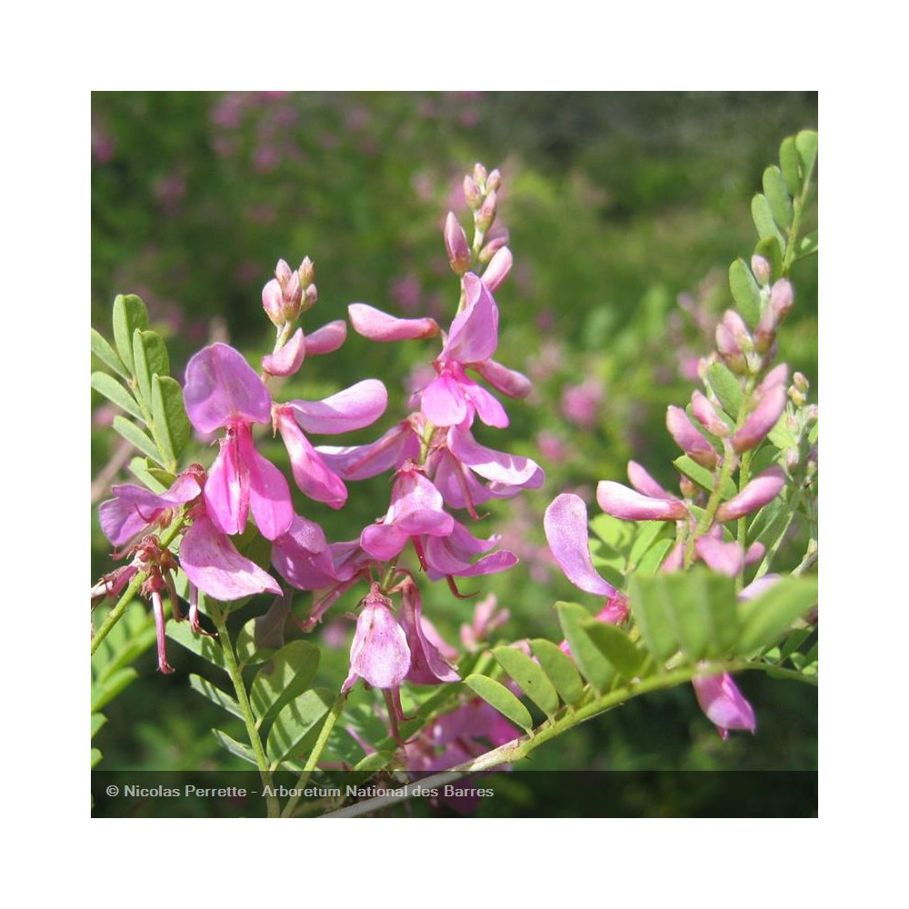 INDIGOFERA gerardiana - Pépinières de Corme-Royal