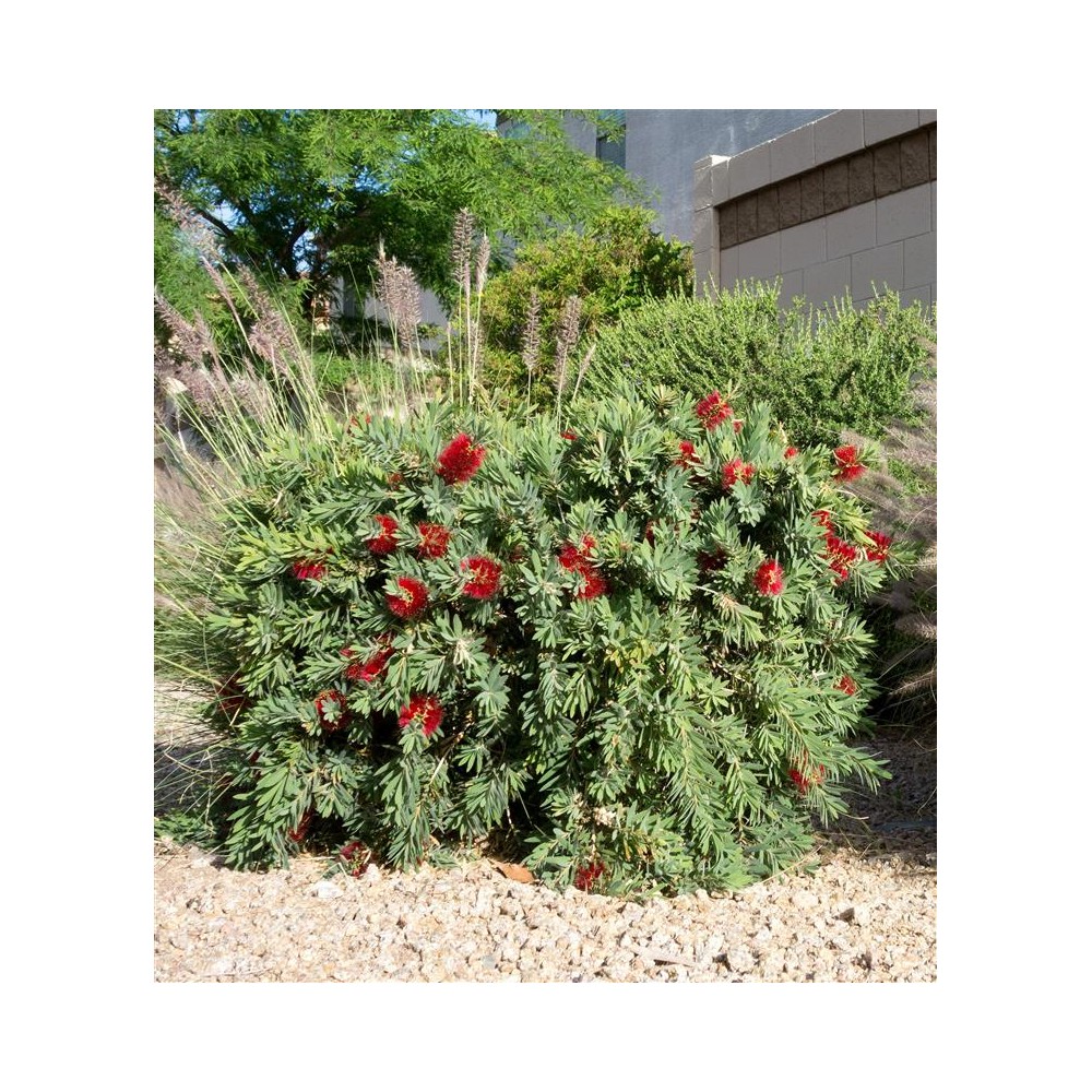 CALLISTEMON viminalis Red Star - Pépinières de Corme-Royal