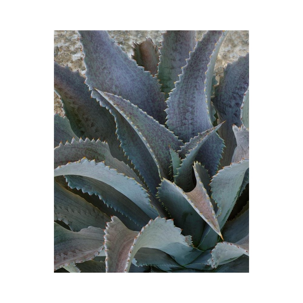 AGAVE (MANGAVE) x manfredii Silver Fox - Pépinières de Corme-Royal