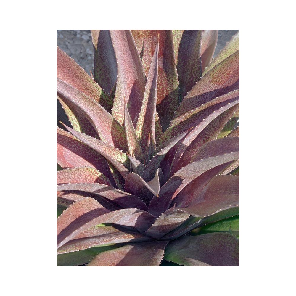 AGAVE (MANGAVE) x manfredii Redwing - Pépinières de Corme-Royal