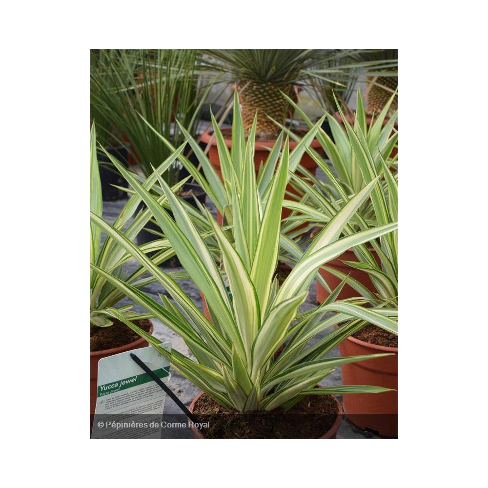 YUCCA elephantipes Jewel - Pépinières de Corme-Royal