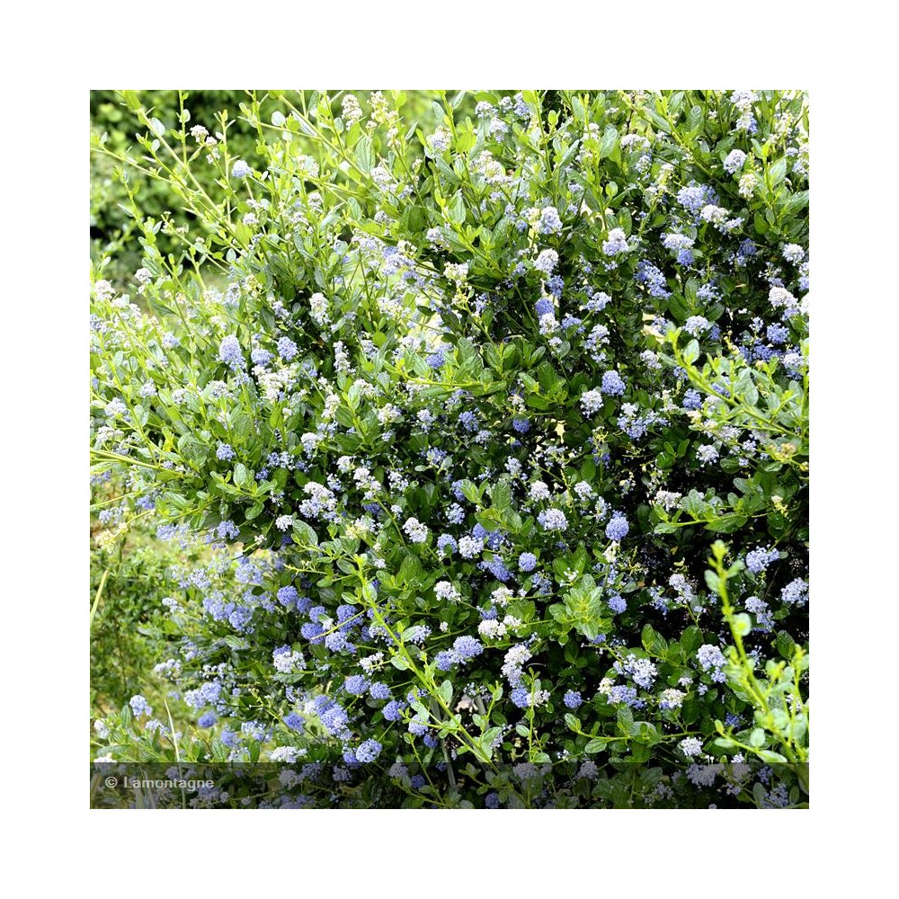 CEANOTHUS impressus Victoria - Pépinières de Corme-Royal