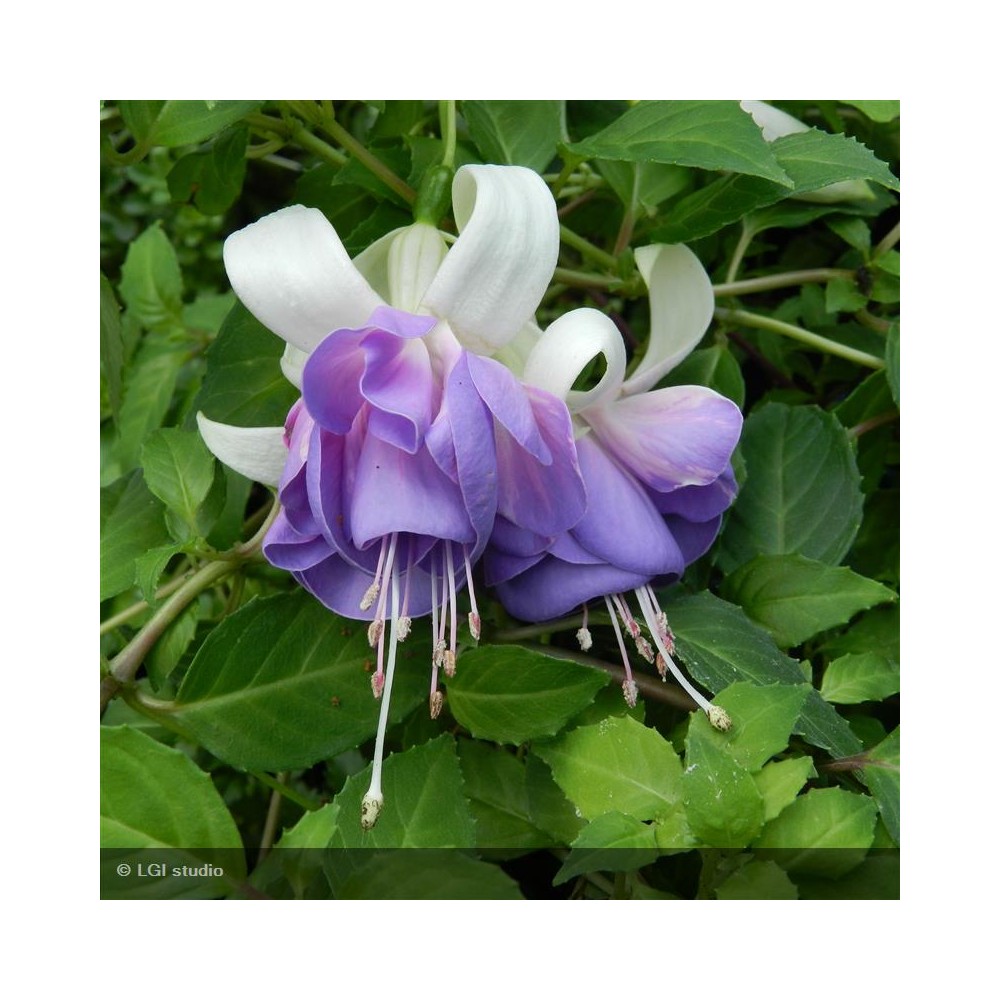 FUCHSIA x Blue Sarah - Pépinières de Corme-Royal