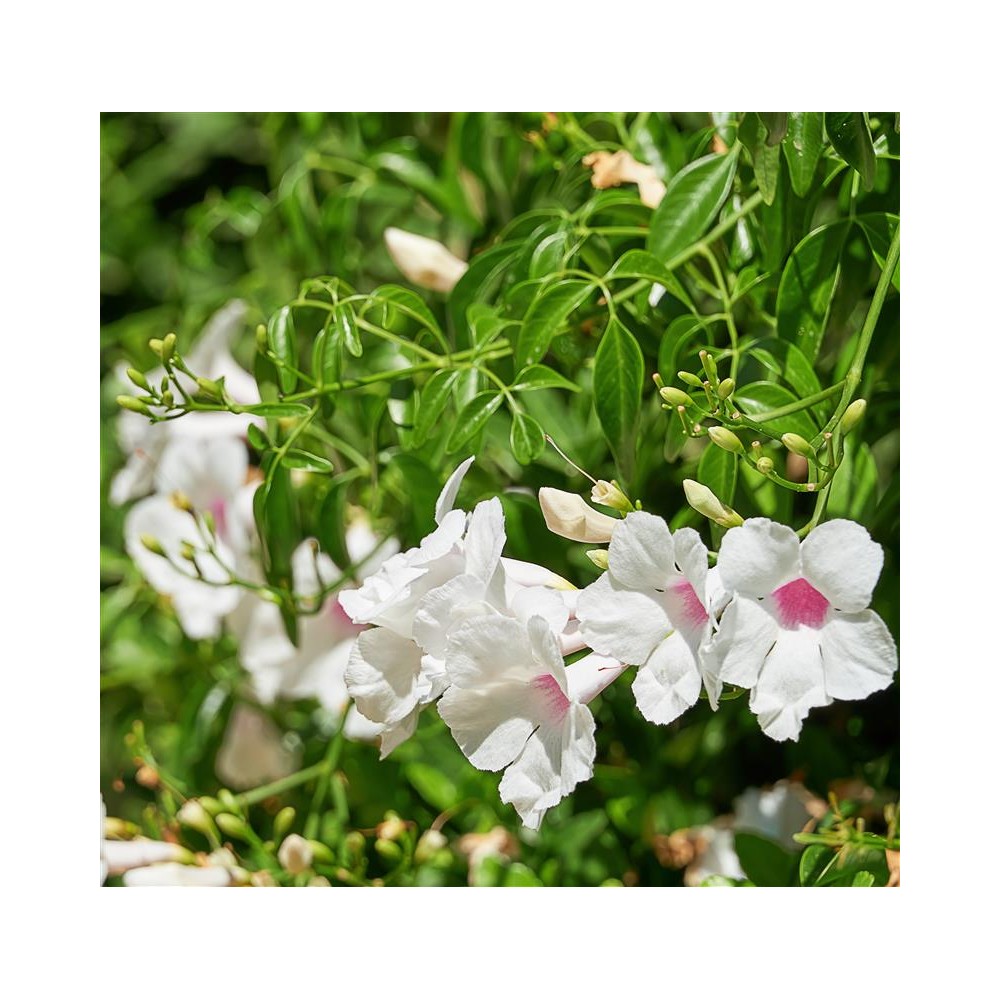 Pandorea Jasminoides Alba