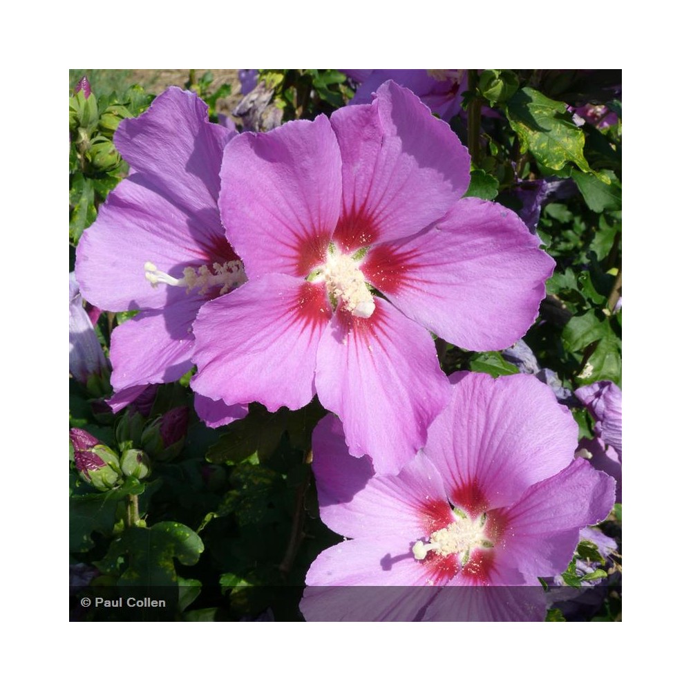 HIBISCUS syriacus Russian violet - Pépinières de Corme-Royal