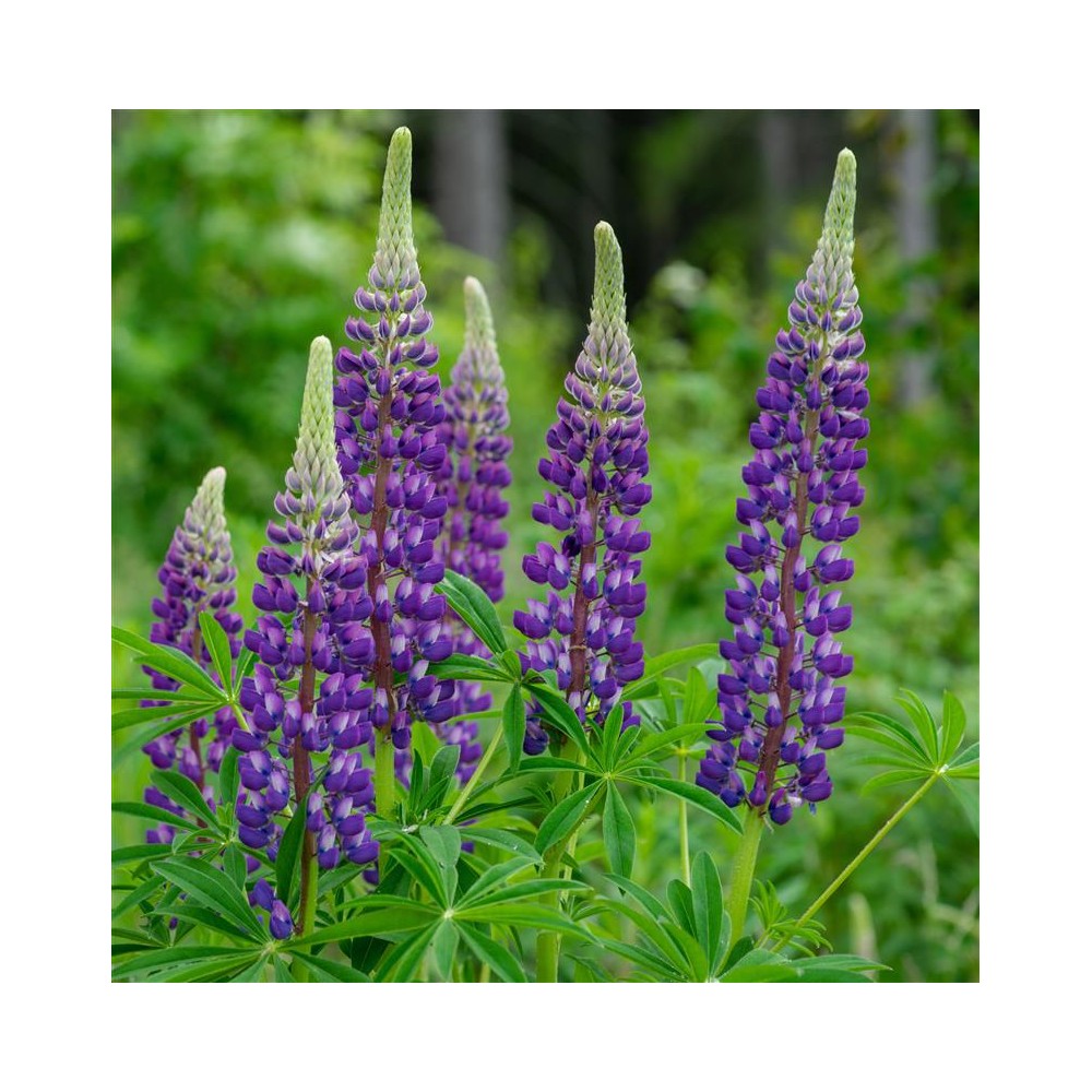 LUPINUS polyphyllus Legendary blue shades - Pépinières de Corme-Royal