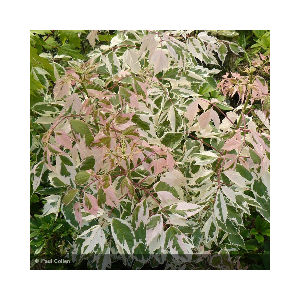 ACER negundo Flamingo - Pépinières de Corme-Royal