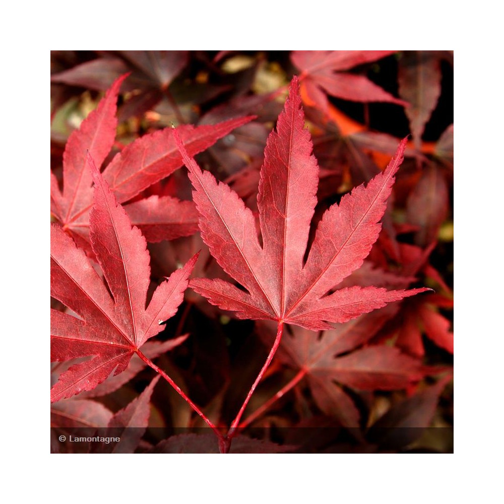 ACER palmatum Fireglow - Pépinières de Corme-Royal