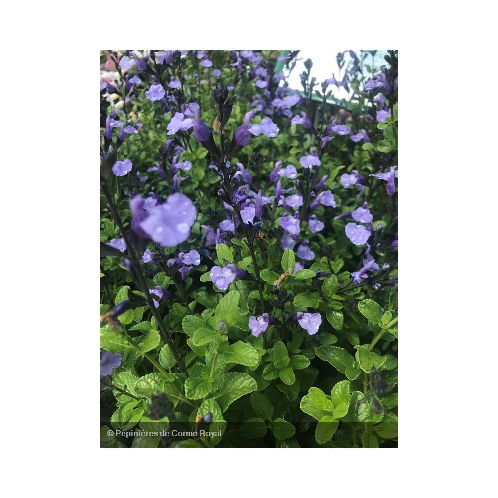 SALVIA microphylla So cool pale blue® - Pépinières de Corme-Royal