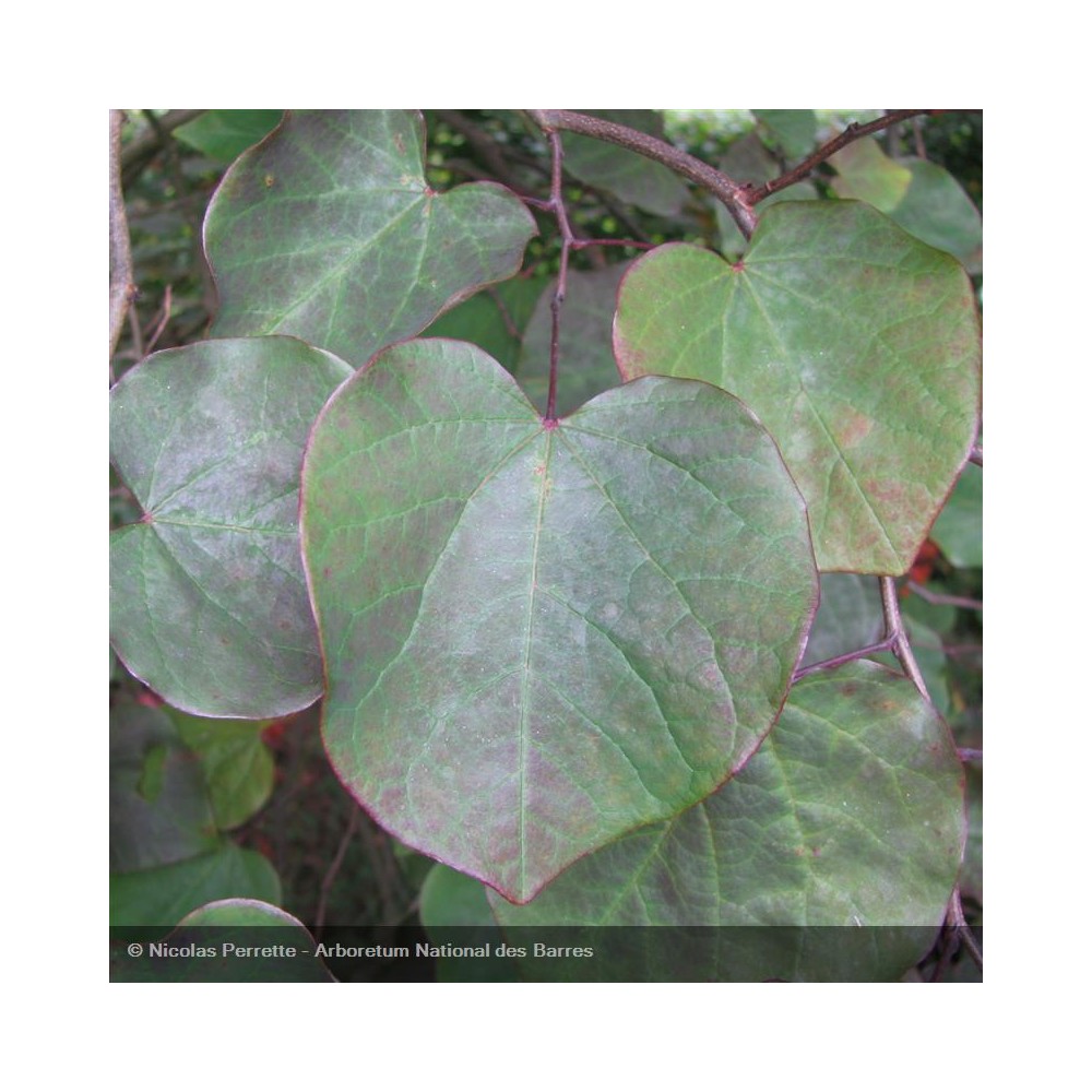 CERCIS canadensis Forest Pansy - Pépinières de Corme-Royal