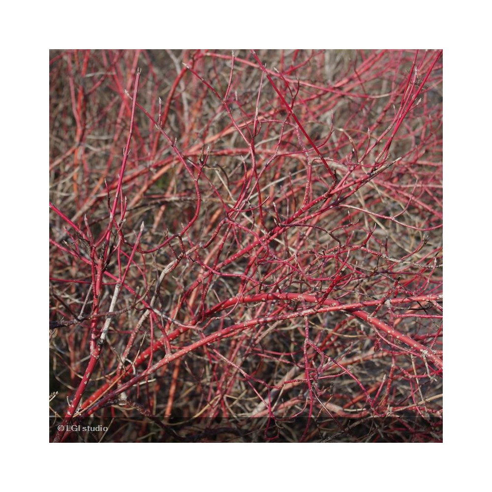 CORNUS sanguinea - Pépinières de Corme-Royal