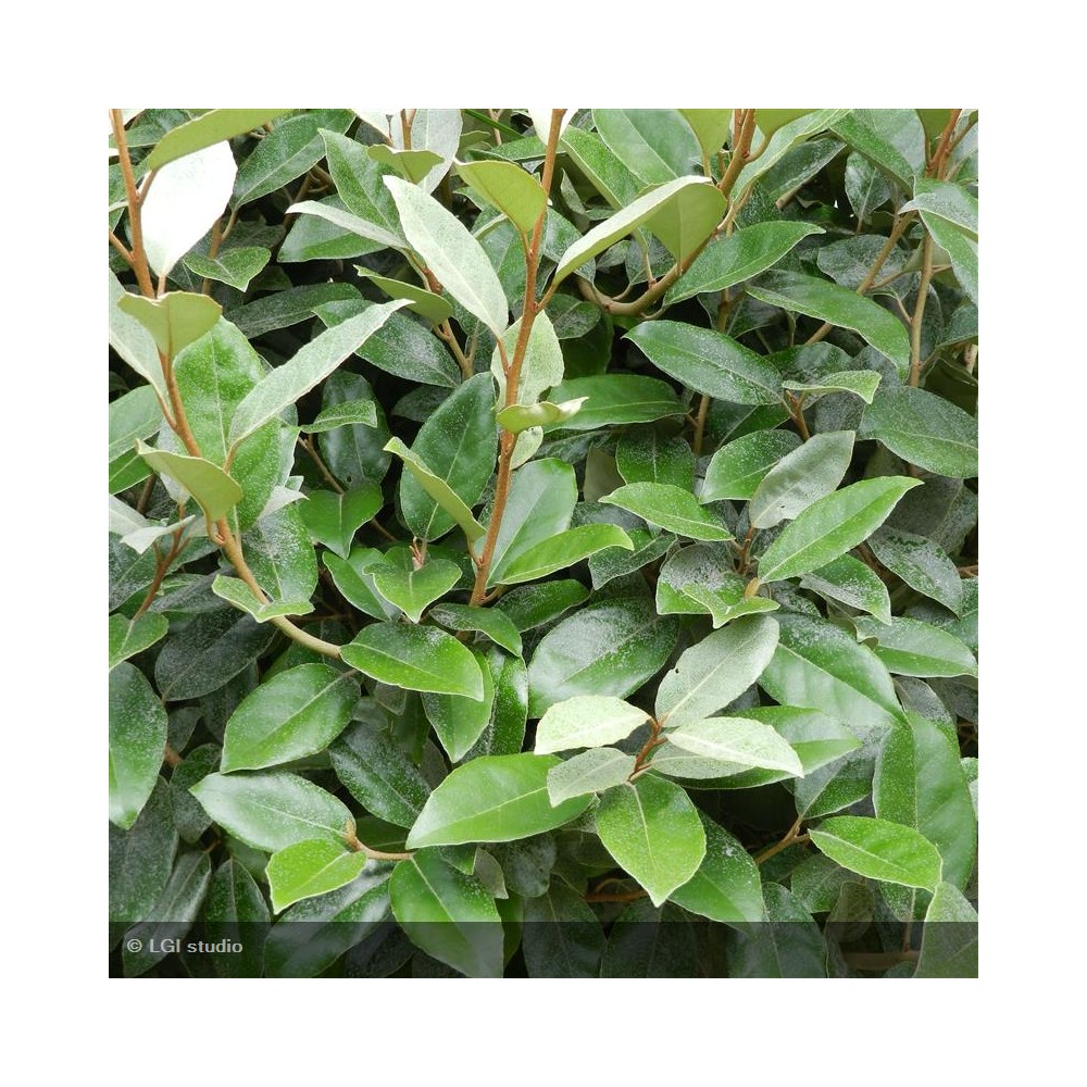 ELAEAGNUS x ebbingei Macrophylla - Pépinières de Corme-Royal