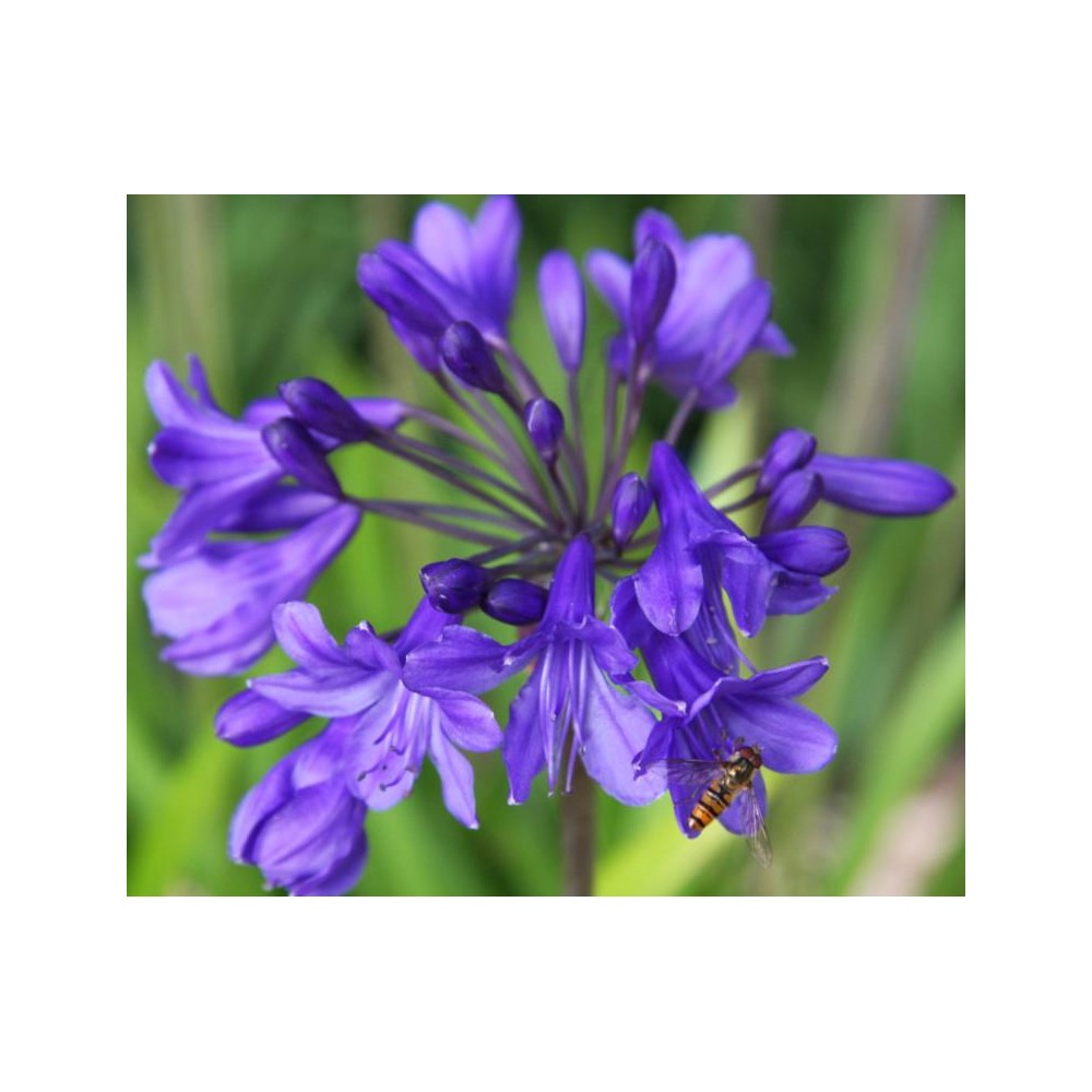 AGAPANTHUS x Purper - Pépinières de Corme-Royal