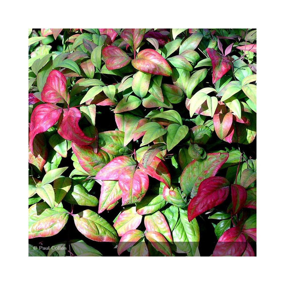 NANDINA domestica Fire Power - Pépinières de Corme-Royal