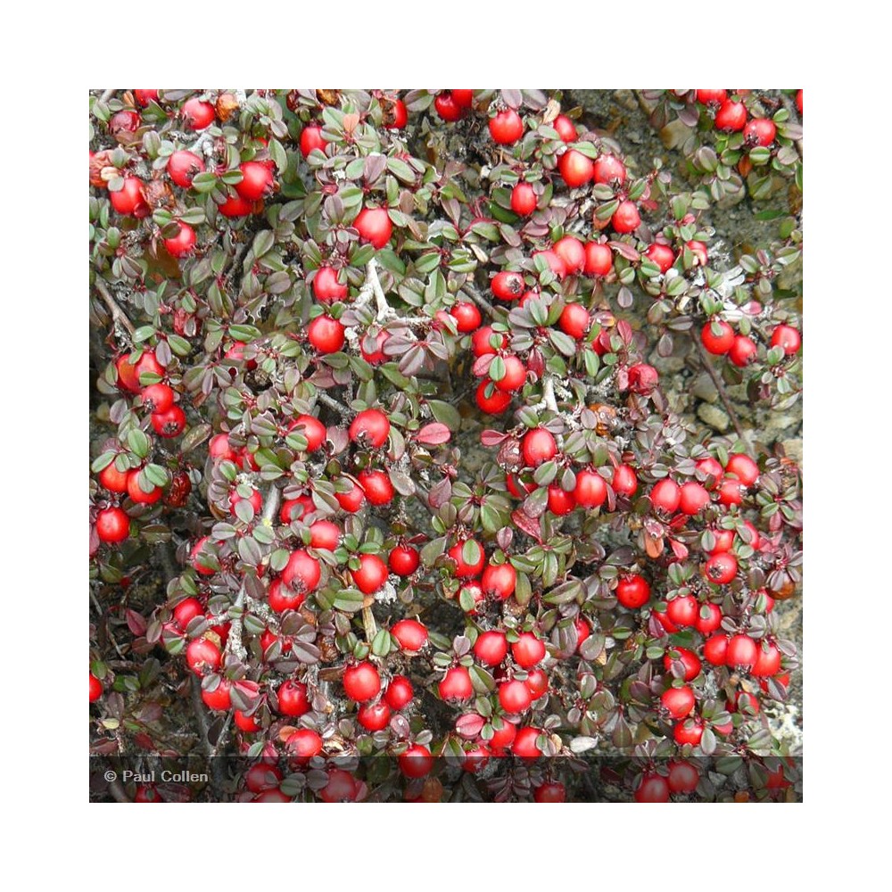 COTONEASTER horizontalis - Pépinières de Corme-Royal