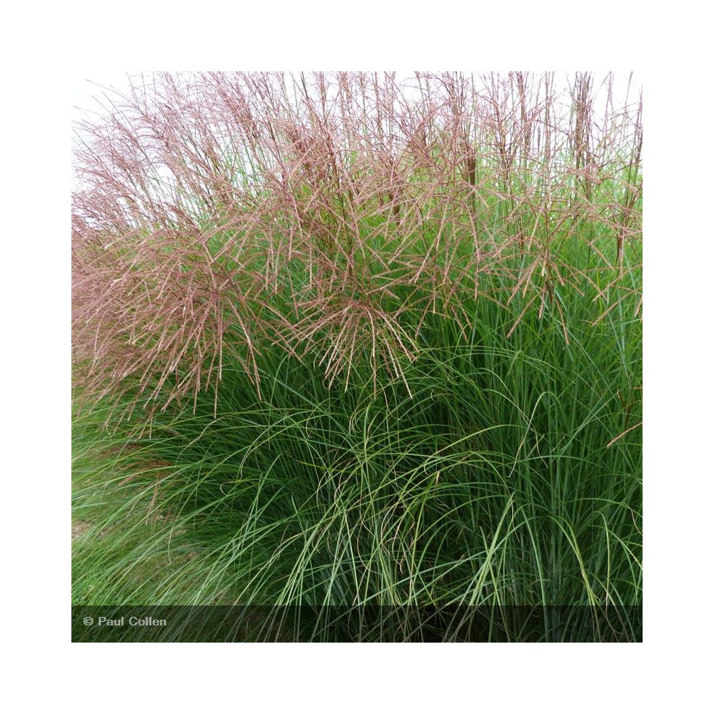 MISCANTHUS sinensis Gracillimus - Pépinières de Corme-Royal