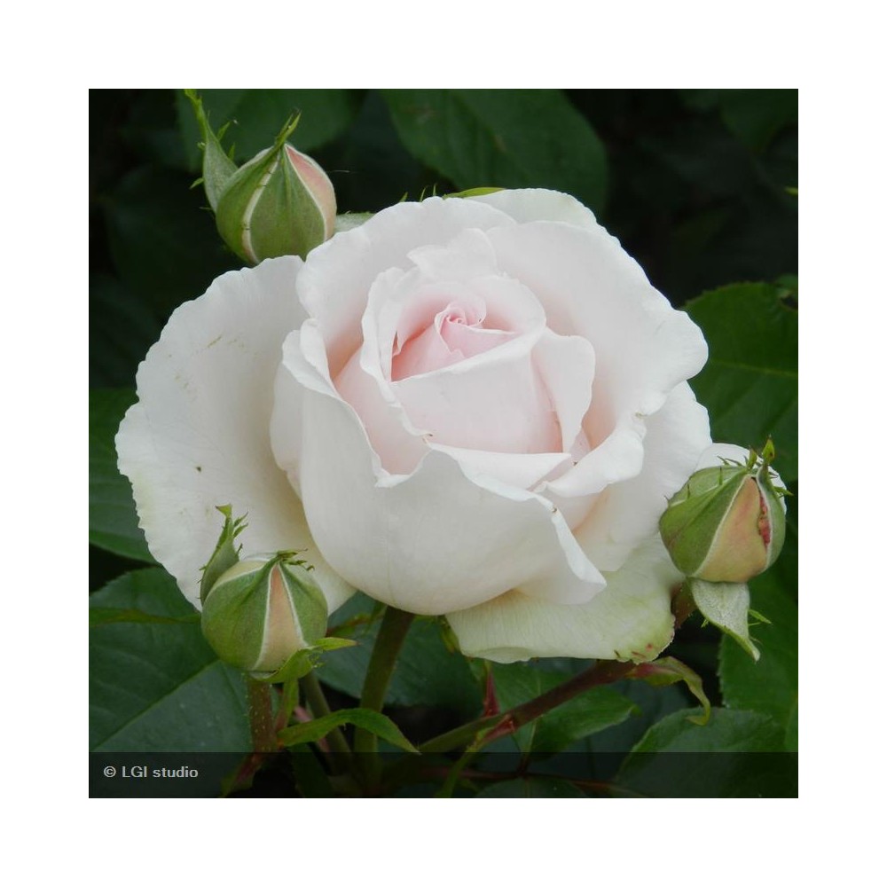 ROSIER Tige - Pépinières de Corme-Royal