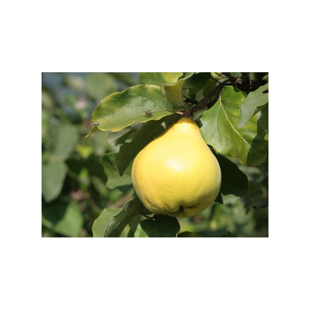 COGNASSIER Champion - Pépinières de Corme-Royal