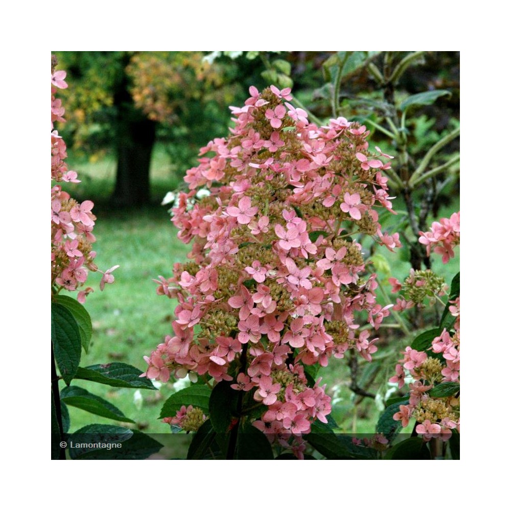 HYDRANGEA paniculata Pink Diamond - Pépinières de Corme-Royal