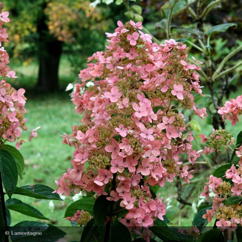 Hydrangea Paniculata Pink Diamond